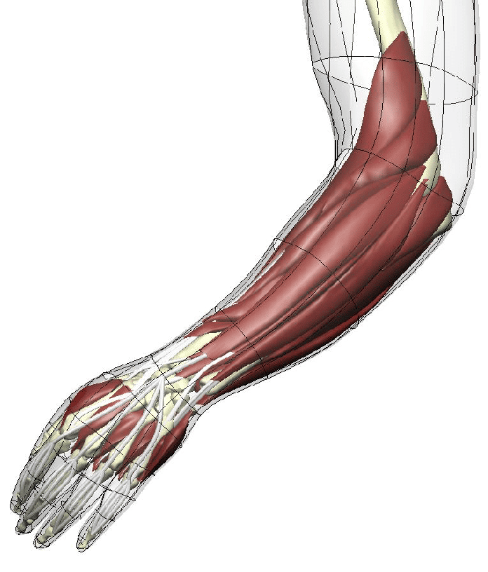 Physiolair/Anatomy Of The Hand ,bones, Joints And Muscles