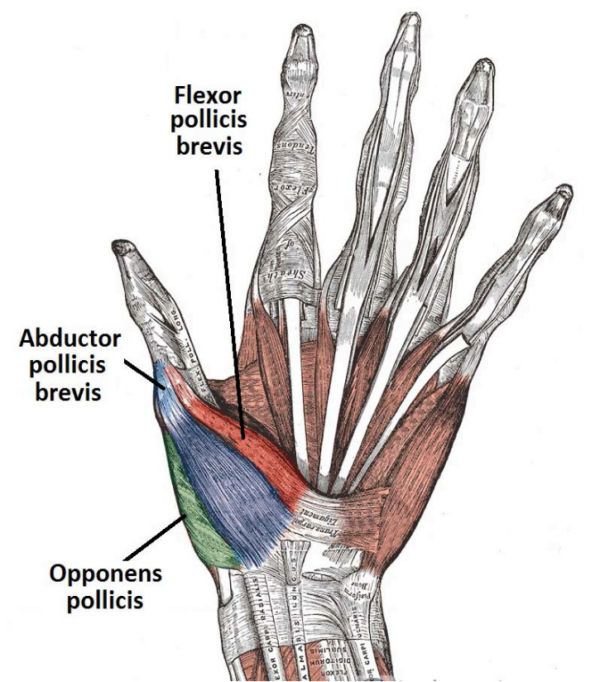 Physiolair/Anatomy Of The Hand ,bones, Joints And Muscles