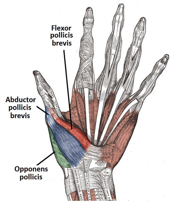 Physiolair/Anatomy Of The Hand ,bones, Joints And Muscles