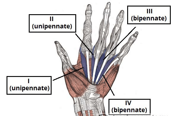 Physiolairintrinsic Muscles Of The Hand Origin, Insertion