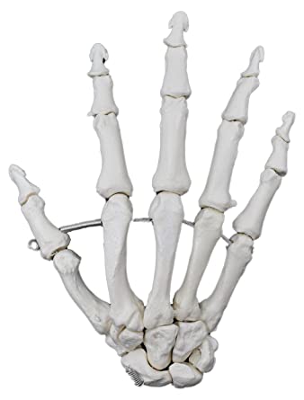 Physiolair/ Hand Anatomy ,bones,muscles,joints And Tendons